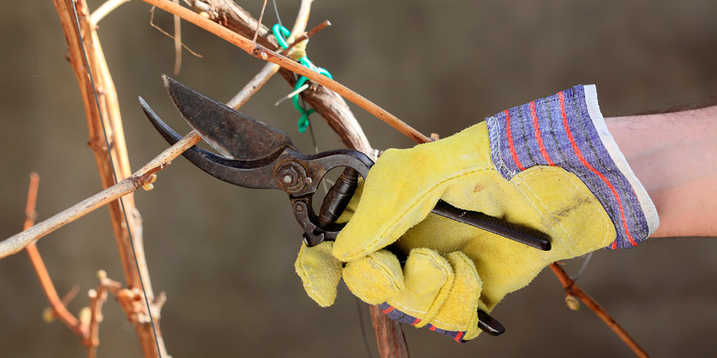 Vineyard & Winery Activities This Season - Winemaker's Journal ...